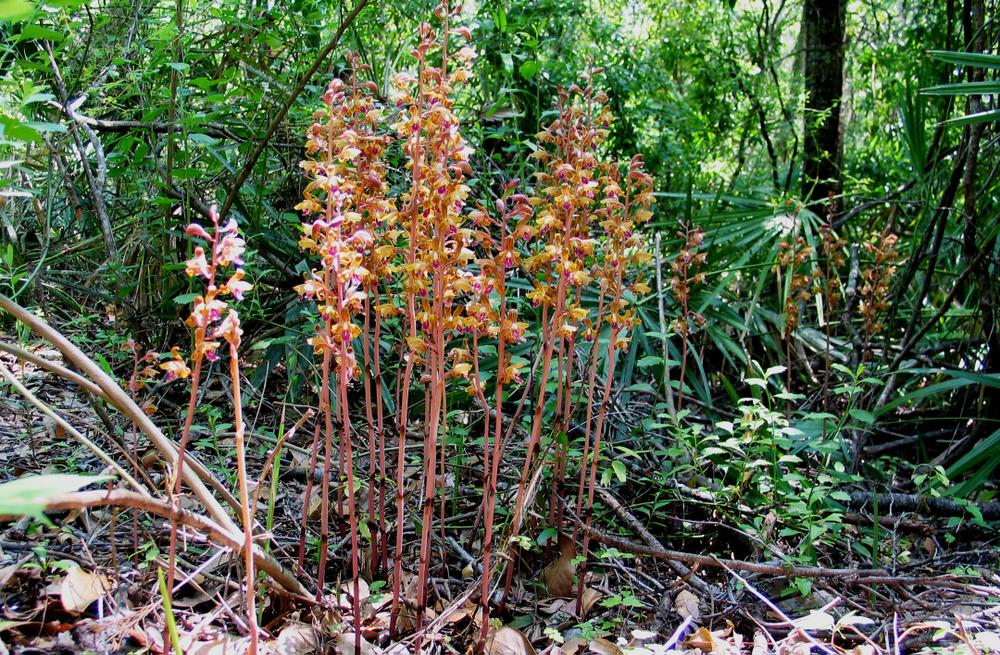 Hexalectris spicata - Alchetron, The Free Social Encyclopedia